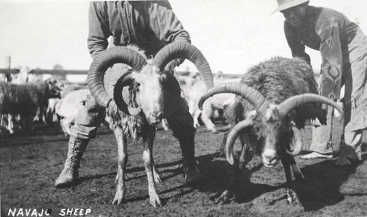 NAVAJO CHURRO SHEEP AND WOOL 3 - The Ethnic Home